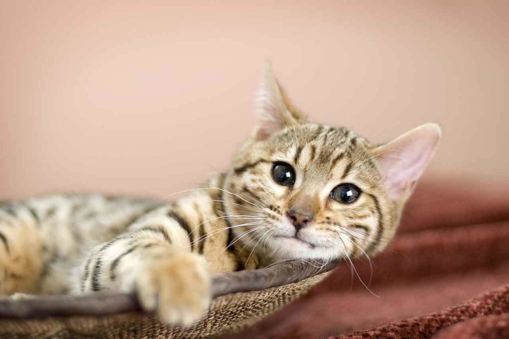 16-Bit Nature GIFs That Will Take You Back To 90s