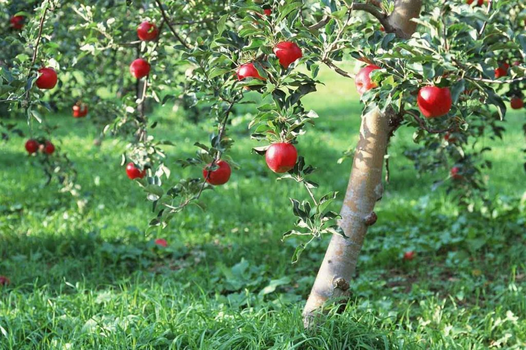 How To Grow An Apple Tree